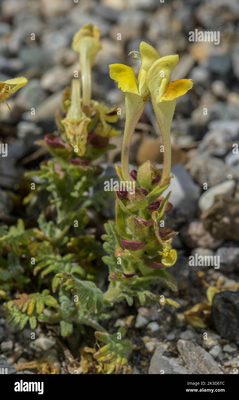 Eastern Skullcap, Scutellaria orientalis in flower on limestone scree ...
