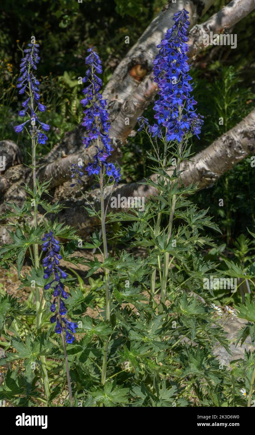 Candle larkspur delphinium elatum hi-res stock photography and images ...