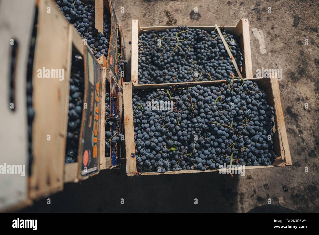 Italy, Abruzzo - September 2022: local family making of red wine from ...