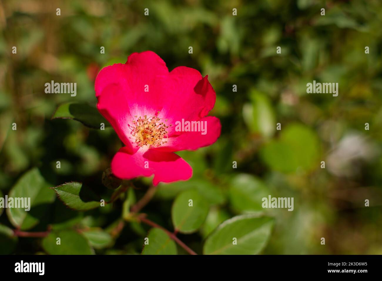 Rosehip bush blooms in the spring garden. A delicate pink flower among ...