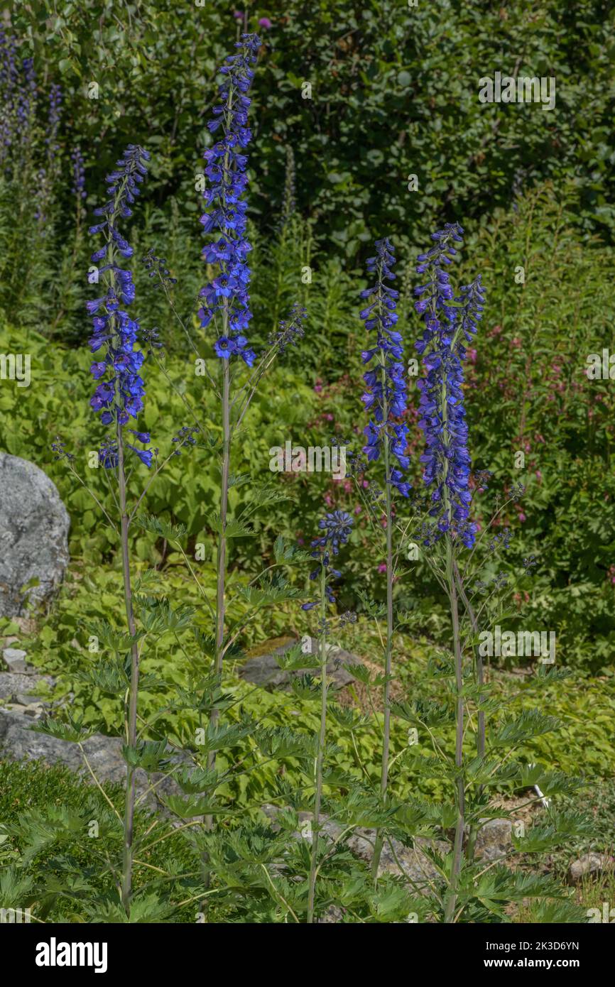 Candle larkspur delphinium elatum hi-res stock photography and images ...