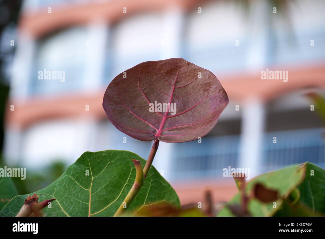 Seagrape shrub hi-res stock photography and images - Alamy