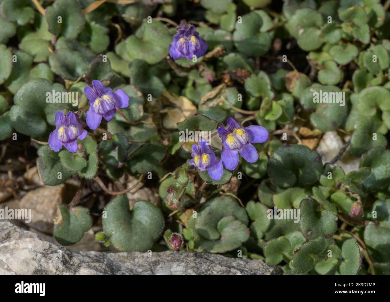 Italian Toadflax, Cymbalaria pallida in flower, Italy Stock Photo - Alamy
