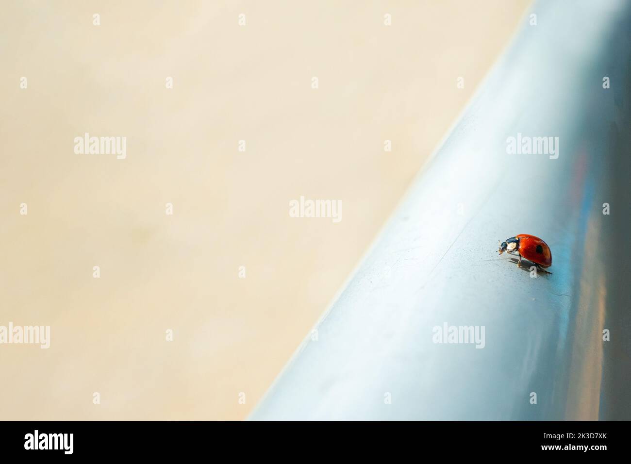 ladybug on a silver and beige iridescent delicate pearl background with ...