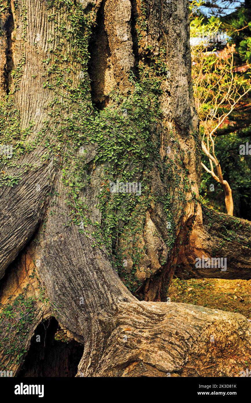 A vertical shot of a tall mossy broken tree with a thick trunk in a ...