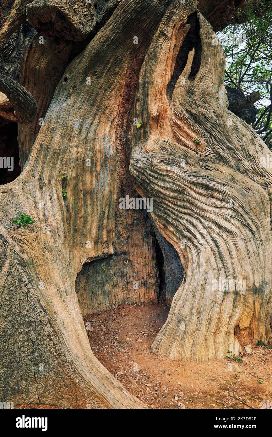 A vertical shot of a tall mossy broken tree with a thick trunk in a ...