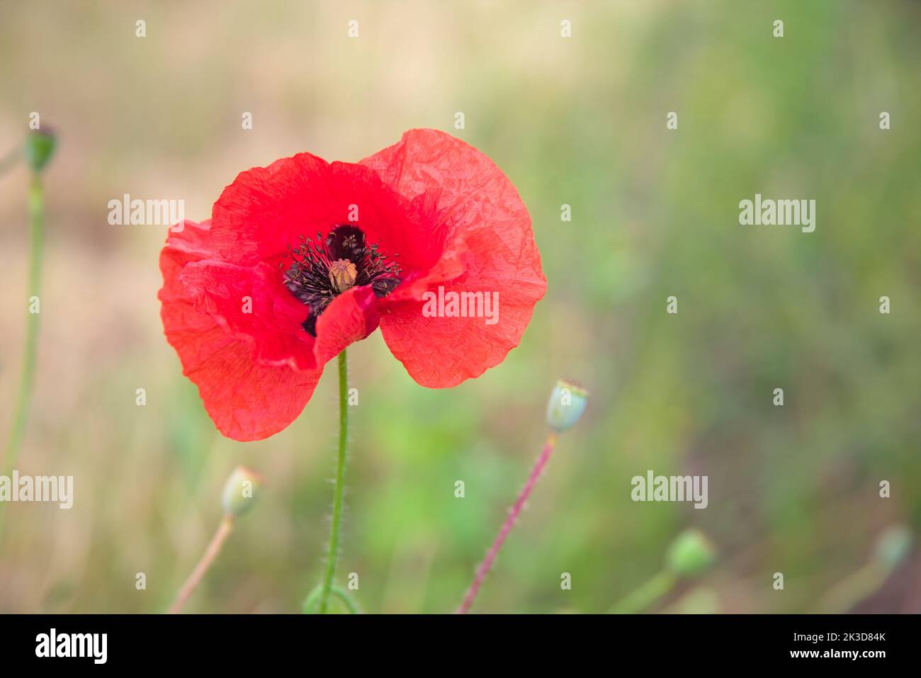 The close-up view of a red common poppy before the green blurred ...