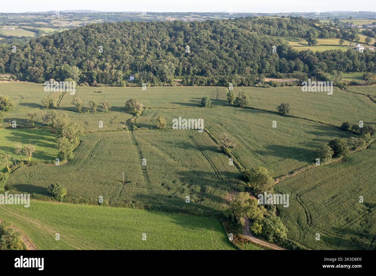 Aerial view of maize fields on the flood plain of the River Towy ...