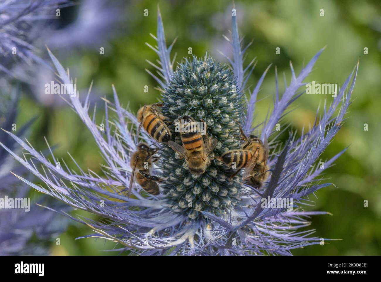 Queen of the Alps, Eryngium alpinum, covered with visiting nectaring ...