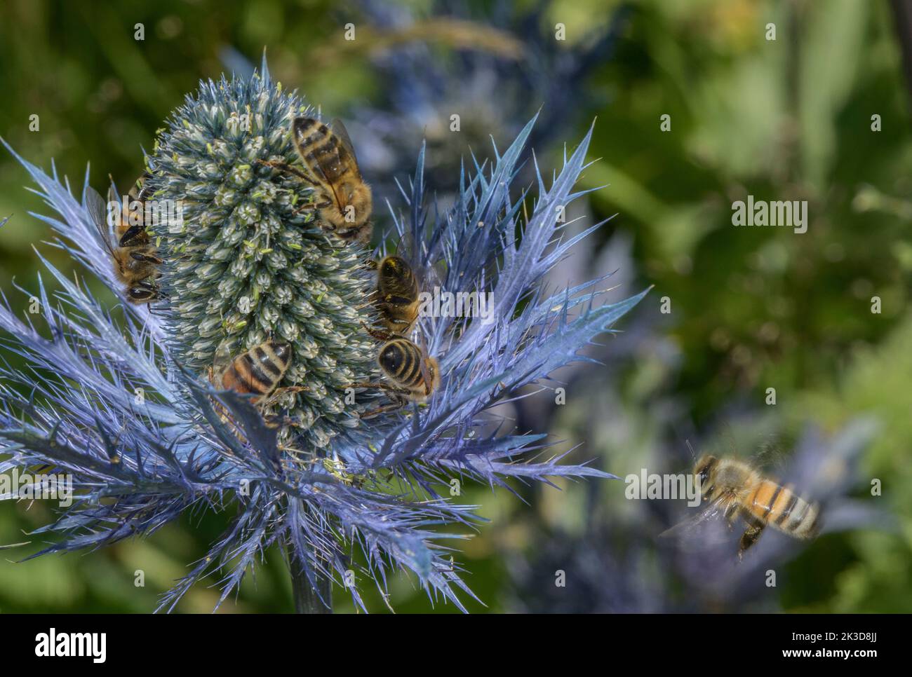 Queen of the Alps, Eryngium alpinum, covered with visiting nectaring ...