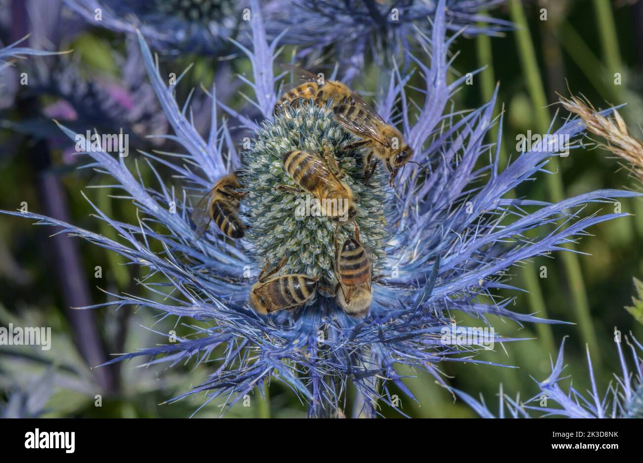 Queen of the Alps, Eryngium alpinum, covered with visiting nectaring ...