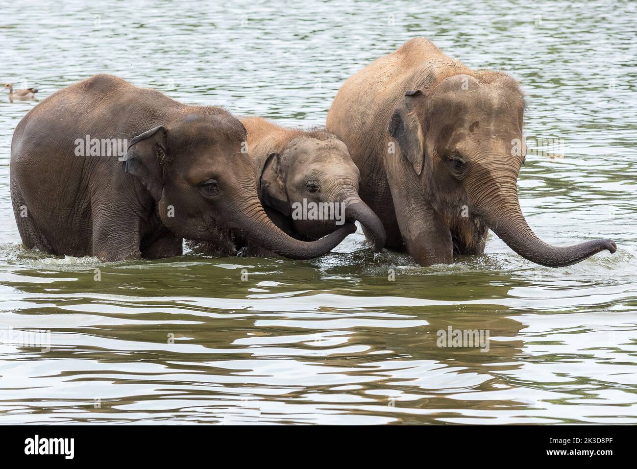 Elephant water hi-res stock photography and images - Alamy