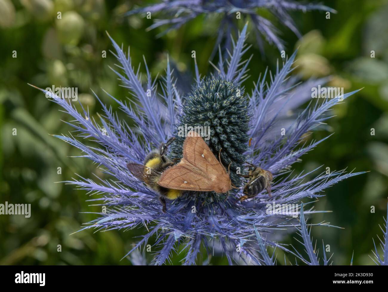 Queen of the Alps, Eryngium alpinum, covered with visiting nectaring ...