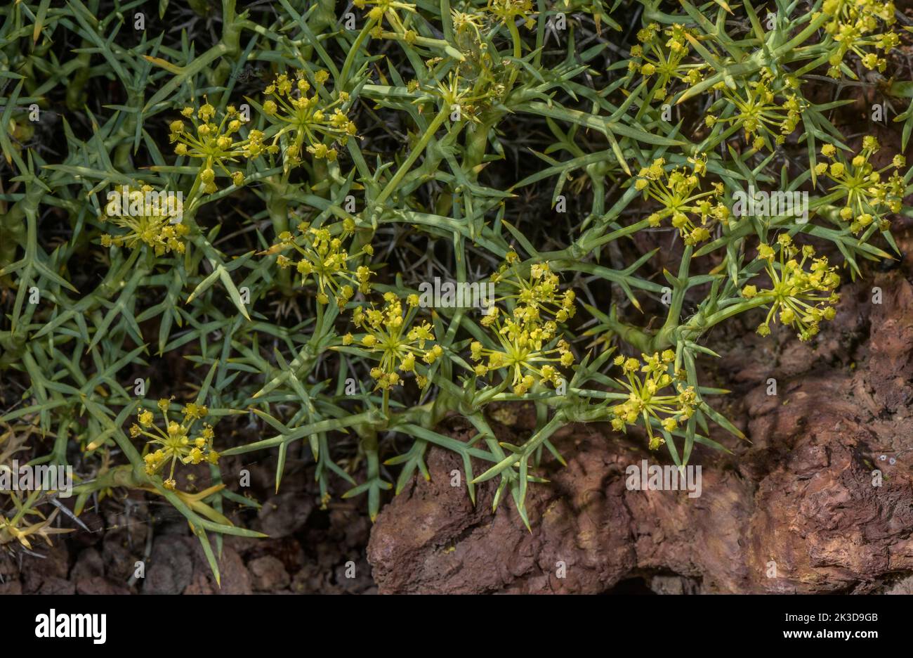 Azorella prolifera hi-res stock photography and images - Alamy