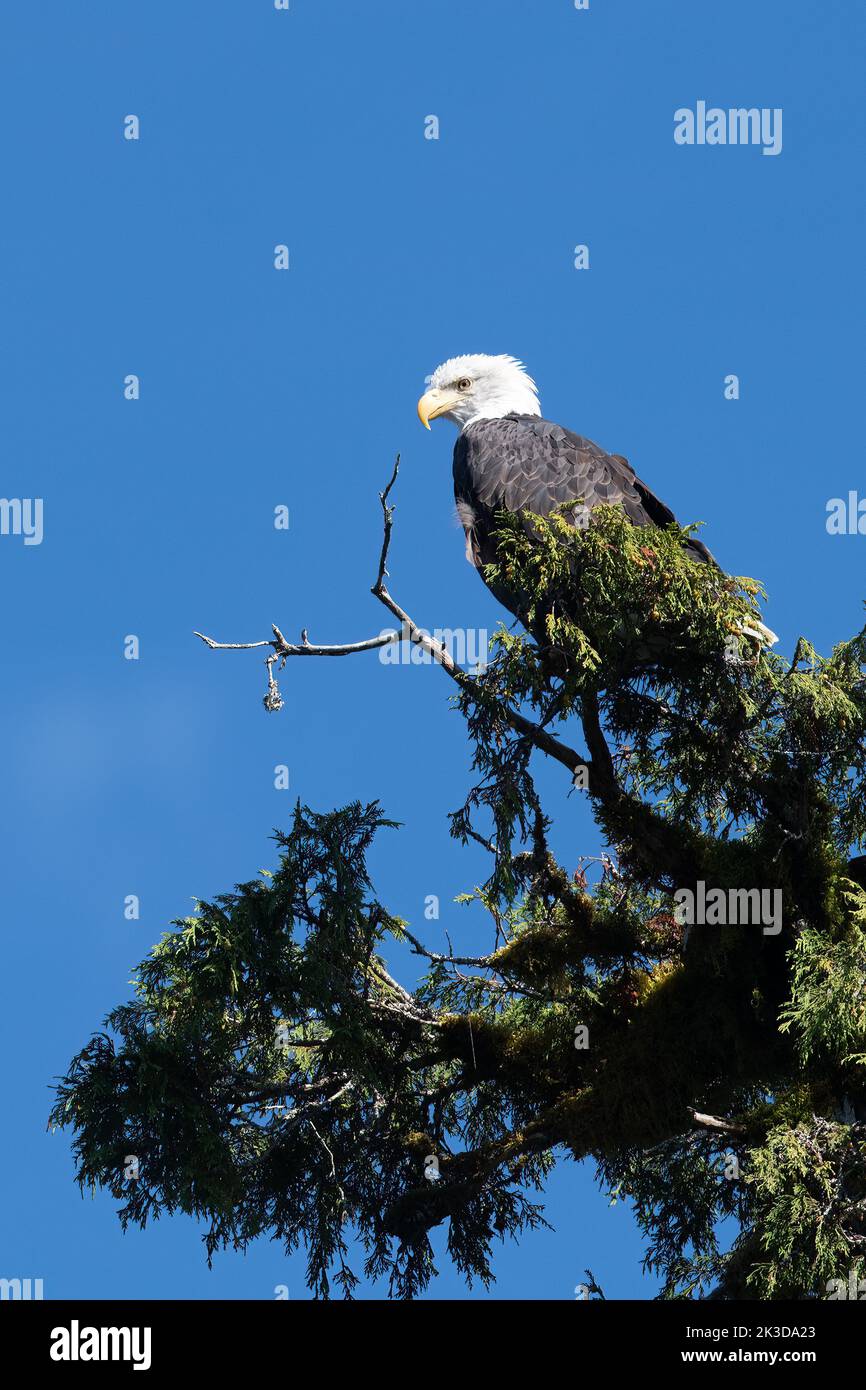 A mature bald eagle (Haliaeetus leucocephalus) perched on the top of a ...