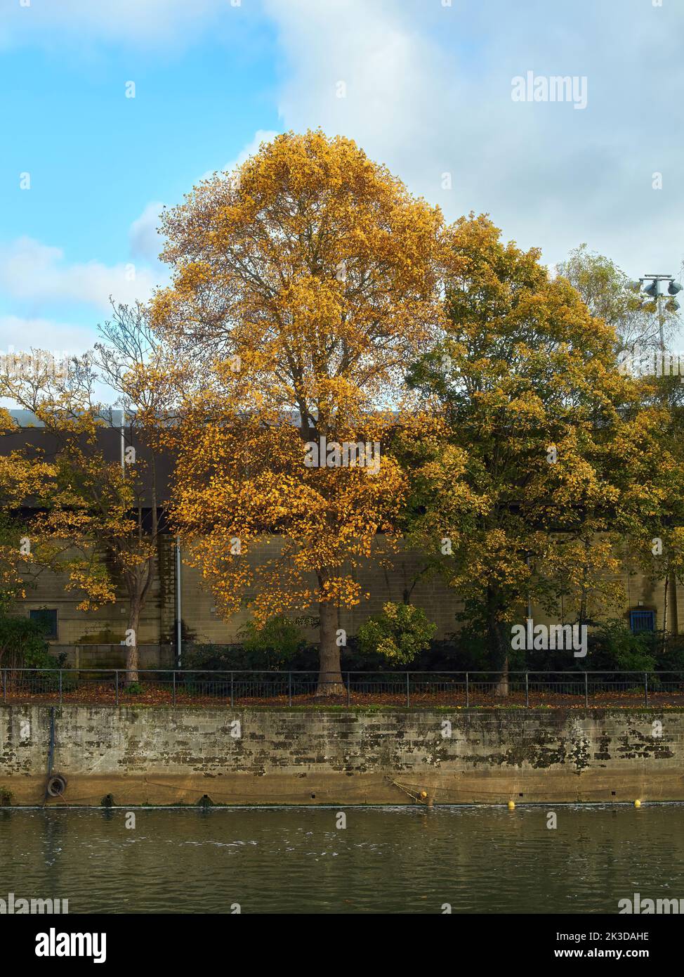 A sunlit tree in full, blazing autumn colour against a bright blue sky ...