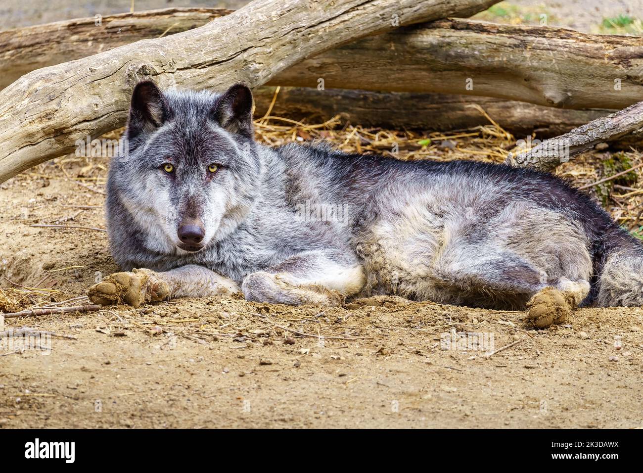 European gray wolf, Canis lupus lupus, lie and rest Stock Photo - Alamy