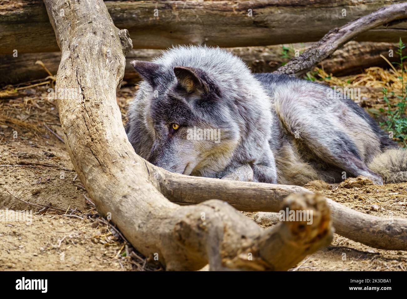 European gray wolf hidden behind a log and staring at its prey Stock ...