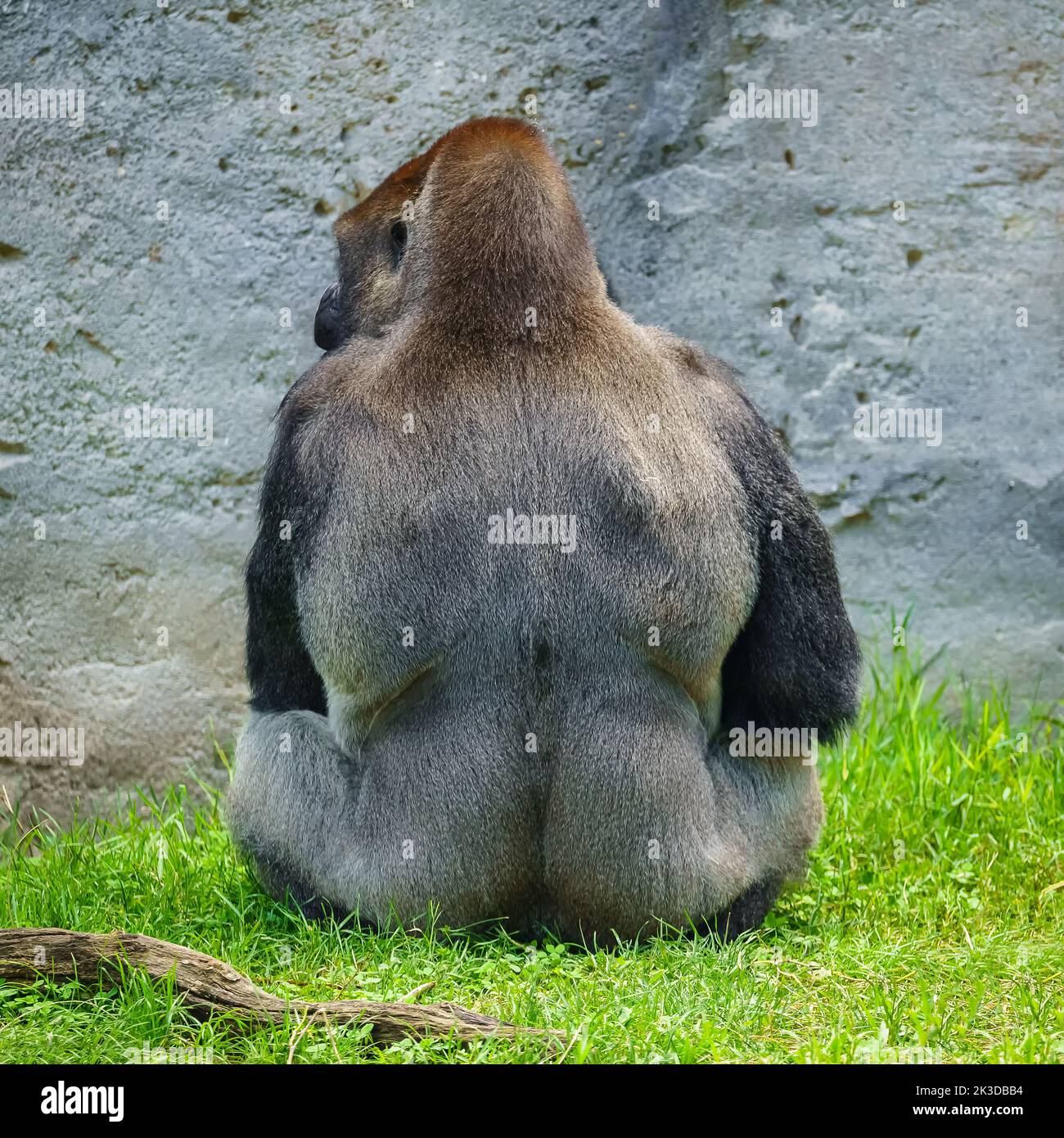Big silver-backed gorilla sitting on the grass on his back Stock Photo ...