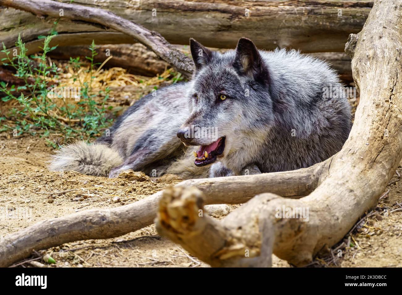 Wolf staring white background hi-res stock photography and images - Alamy
