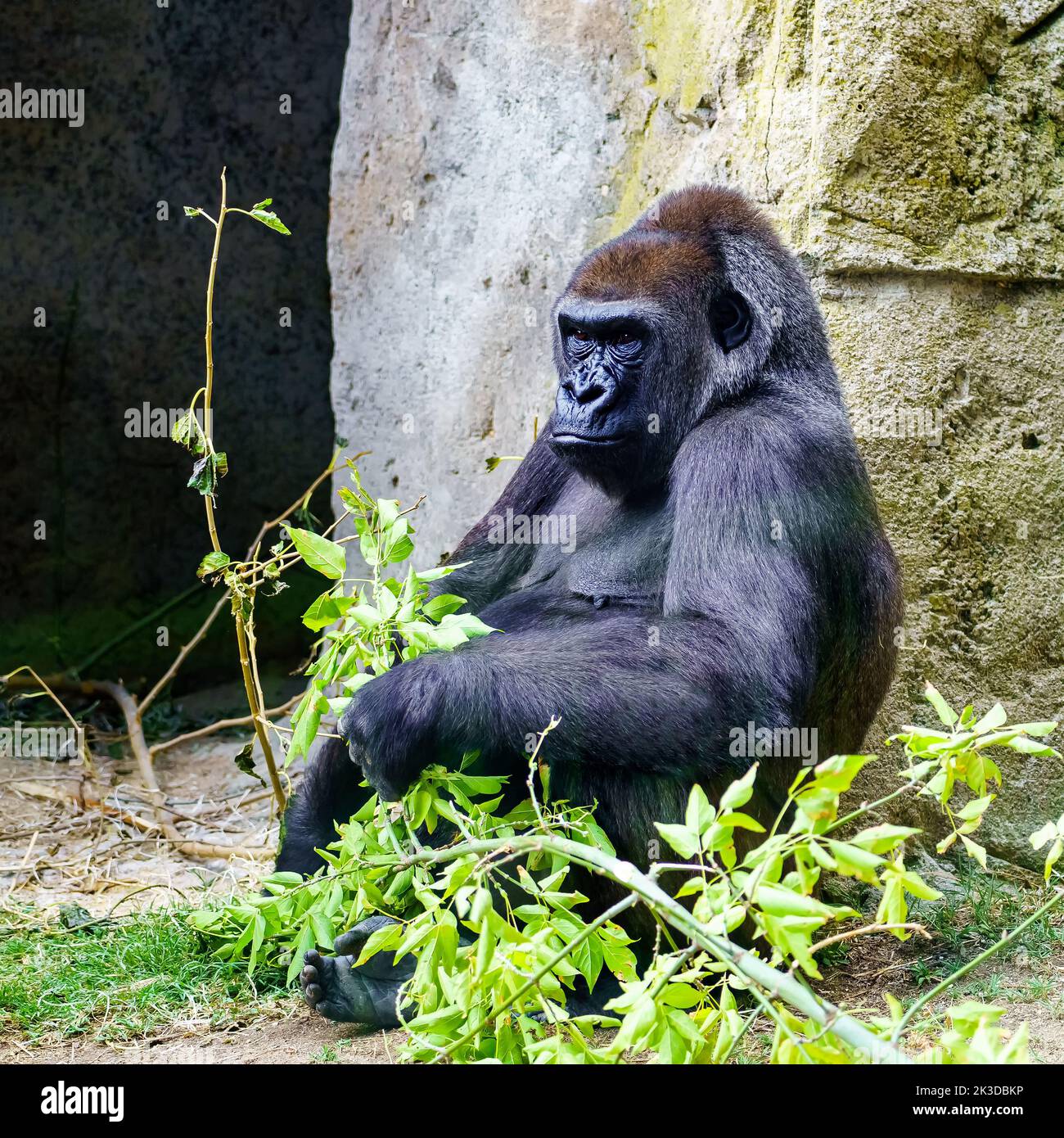 African female gorilla sitting on the ground and eating leaves from a tree branch Stock Photo ...