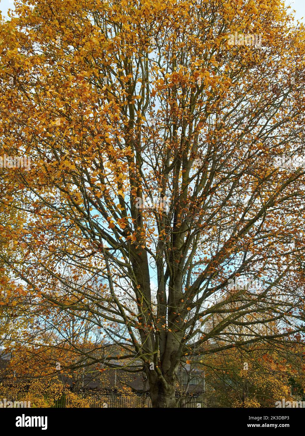 Branches spread like an alluvial fan, bearing orange and gold autumnal ...