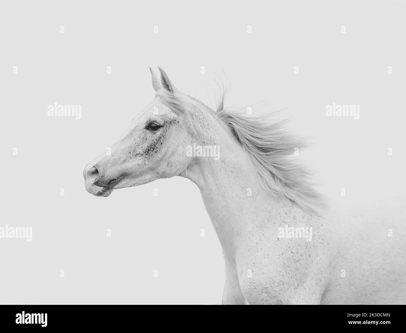 Fast arabian horse Black and White Stock Photos & Images - Alamy