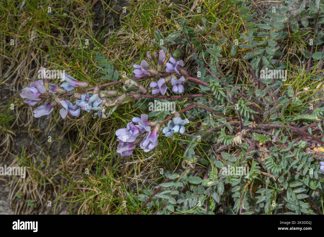 Gaudin's Milk-vetch, Oxytropis helvetica, in flower in high tundra, Col ...