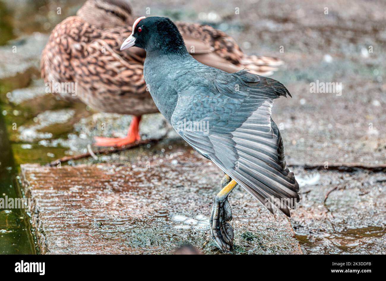 A coot stretches its wings on the edge of the Great Pond, Hardwick Hall ...
