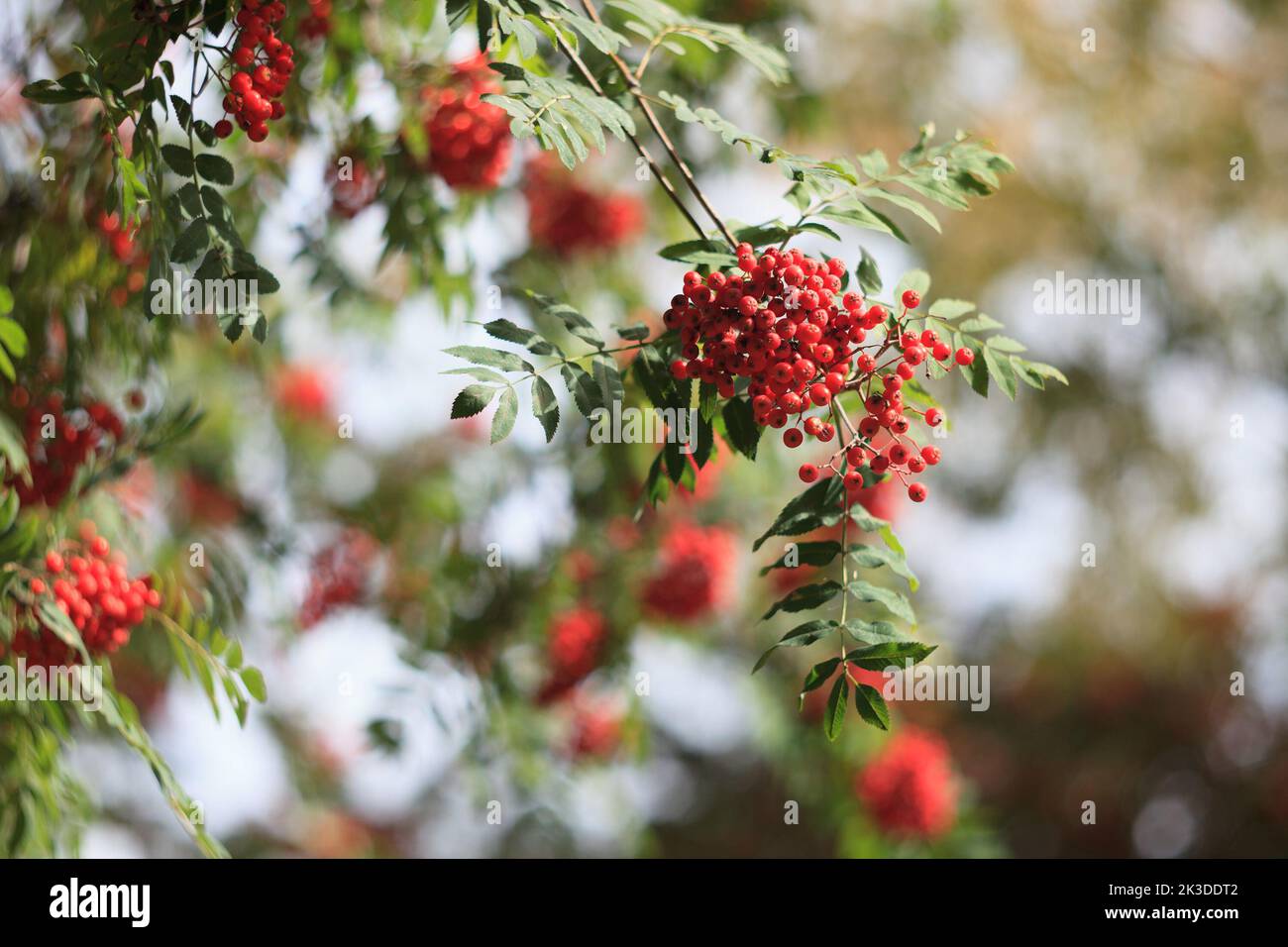 rowan branch with red berries in nature. High quality photo Stock Photo ...