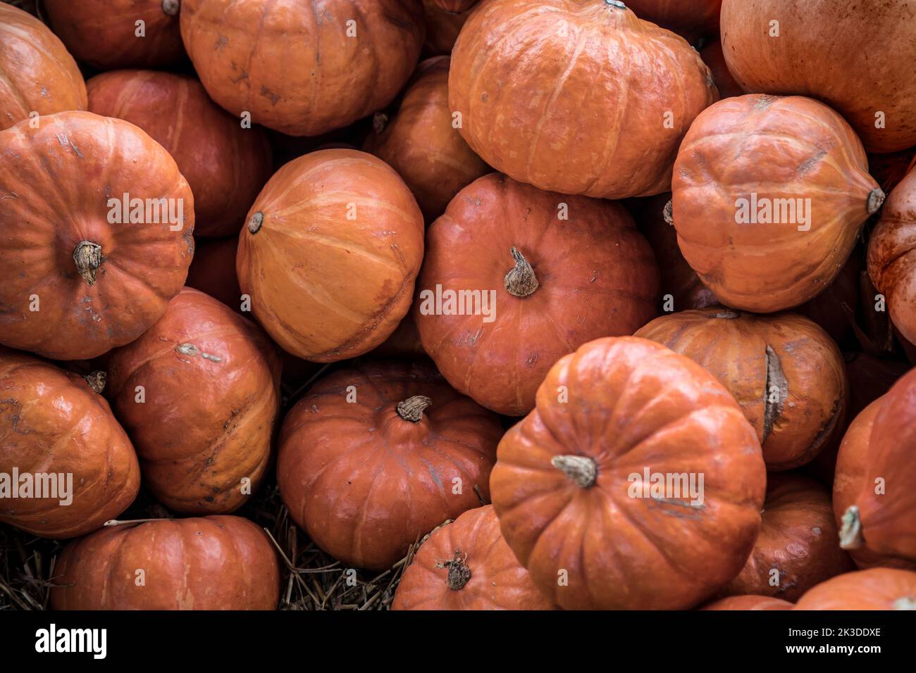 Lot of pumpkins hi-res stock photography and images - Alamy