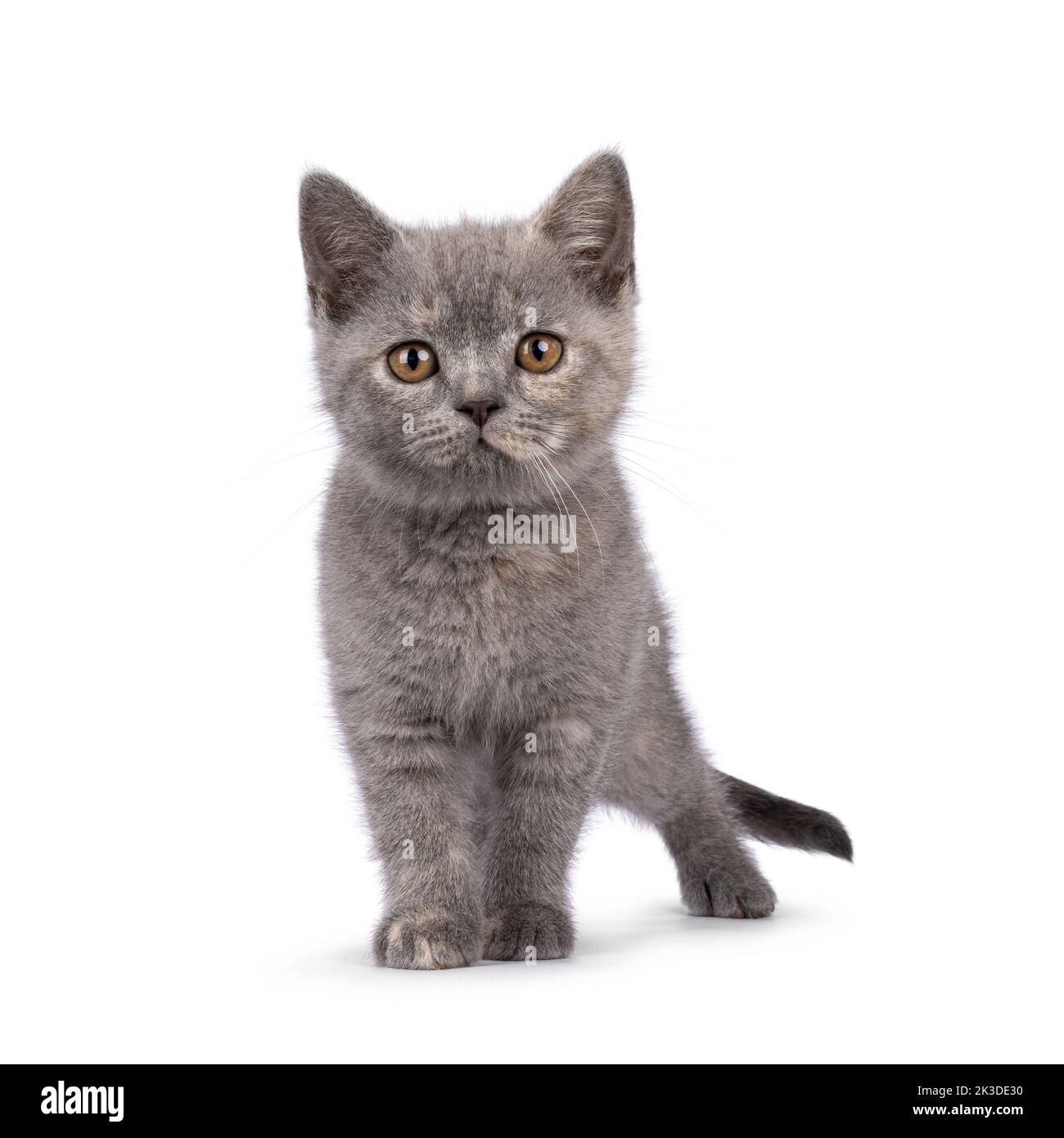 Cute blue cream British Shorthair cat kitten, standing up facing front ...