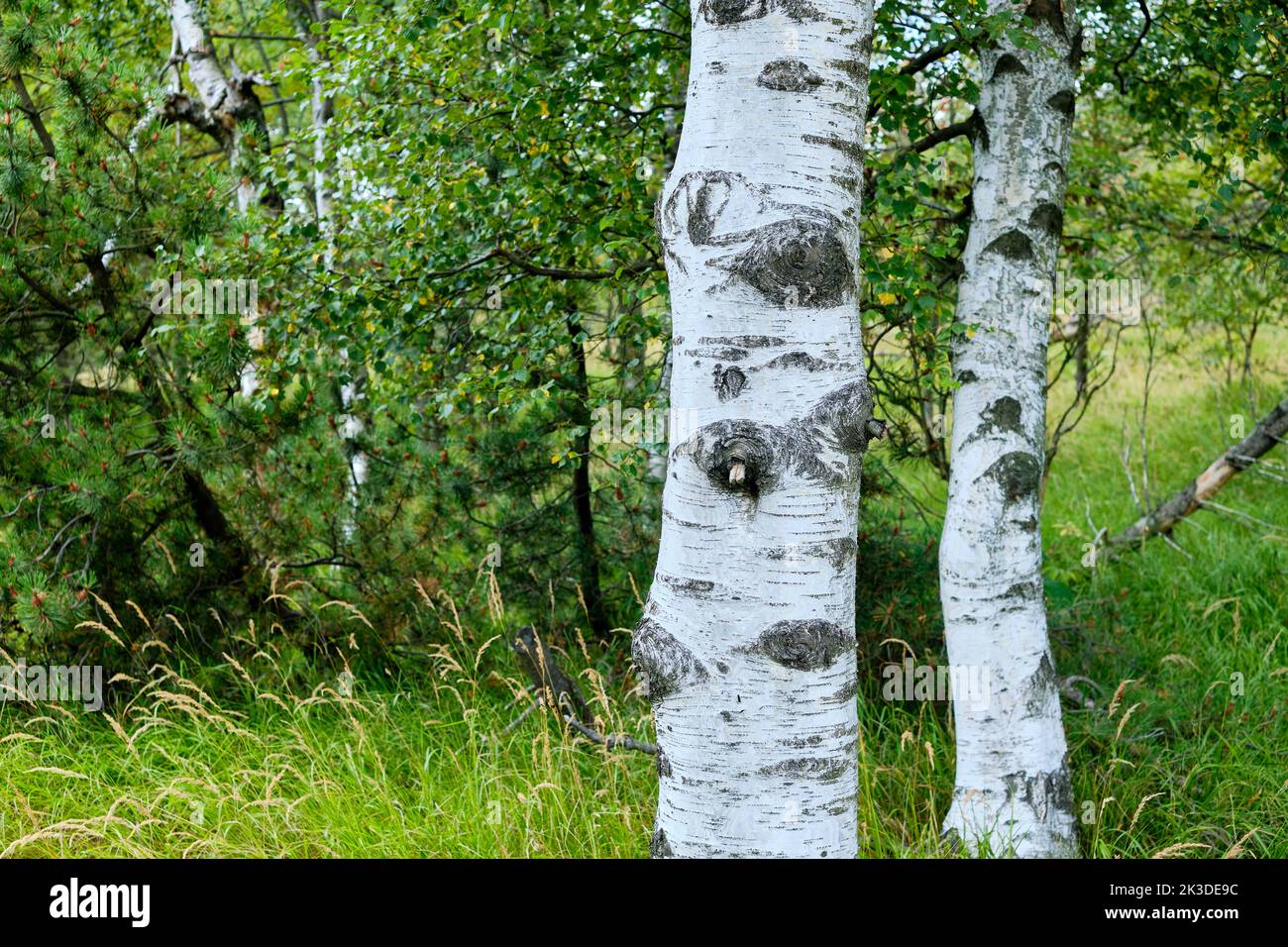 Cluster of birch trees in a high bog environment Stock Photo - Alamy