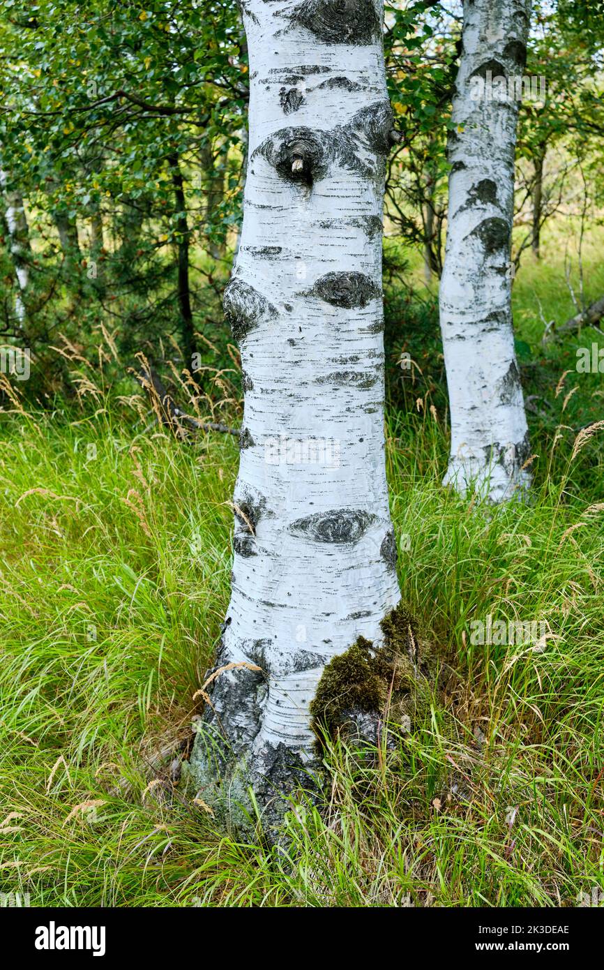 Cluster of birch trees in a high bog environment Stock Photo - Alamy