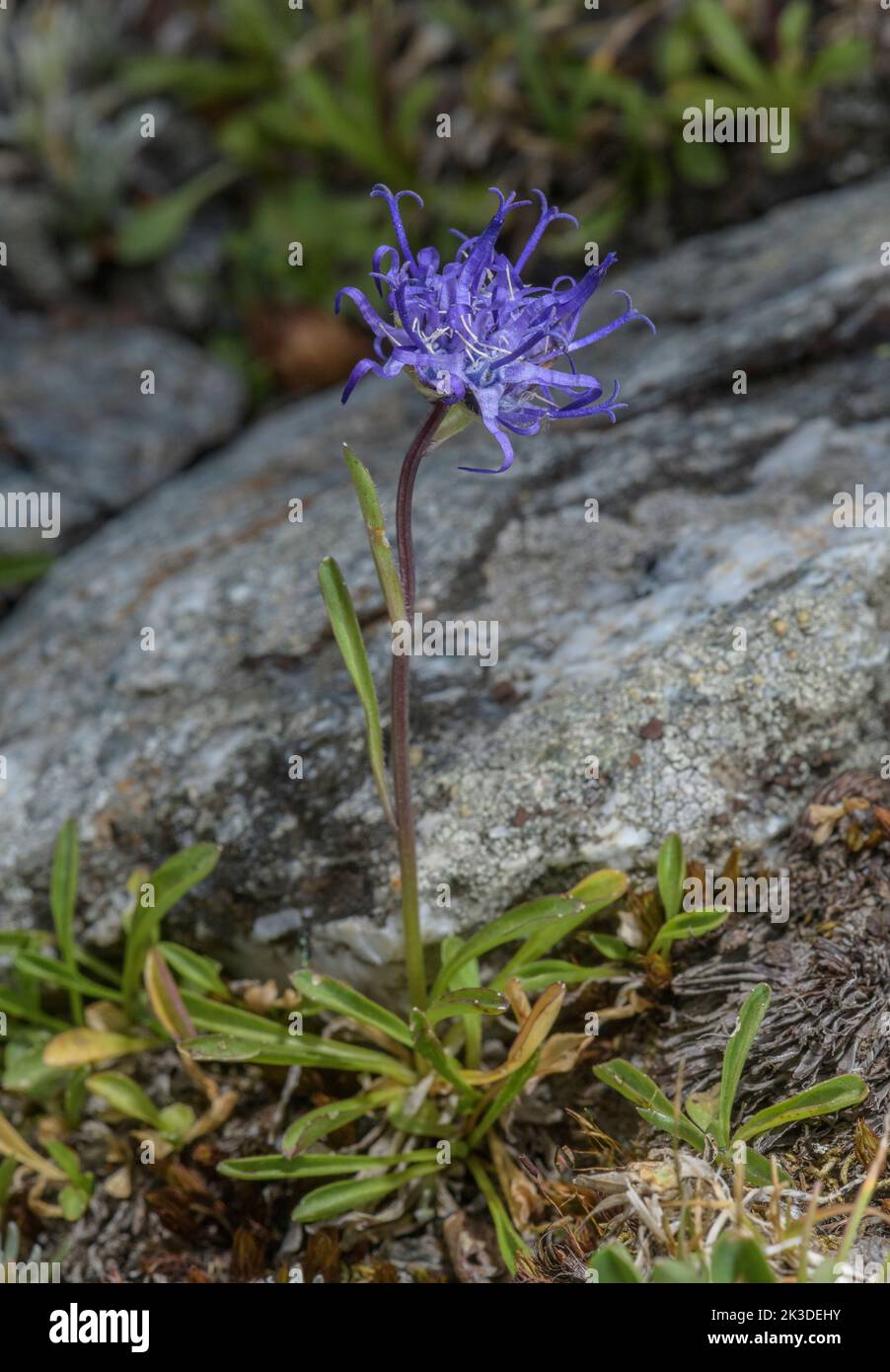 Globularia-leaved rampion, Phyteuma globulariifolium, in flower in the ...
