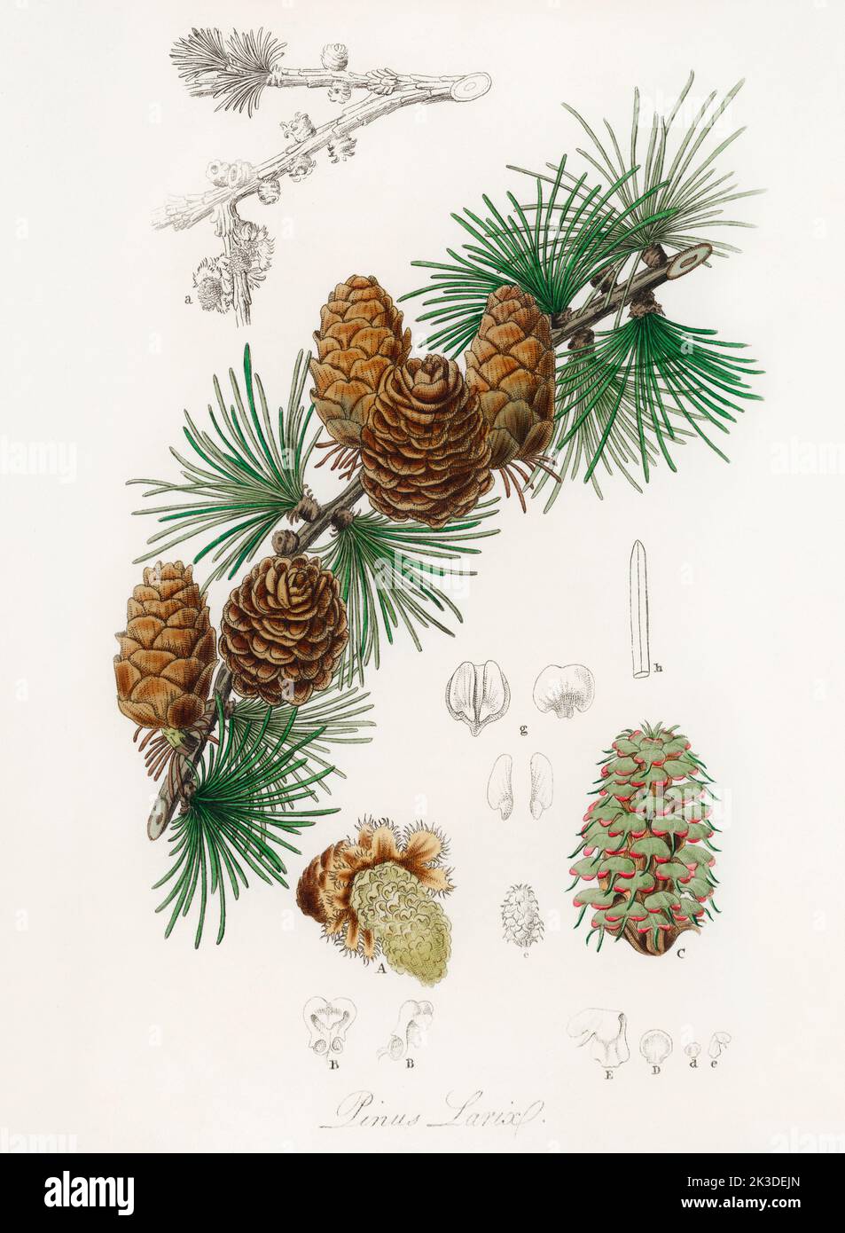 Botany illustration 1800s hi-res stock photography and images - Alamy