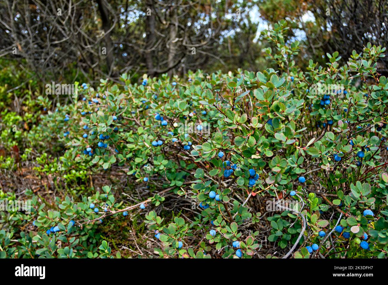 Vegetation of blueberry bushes with fruits, nature reserve of the ...