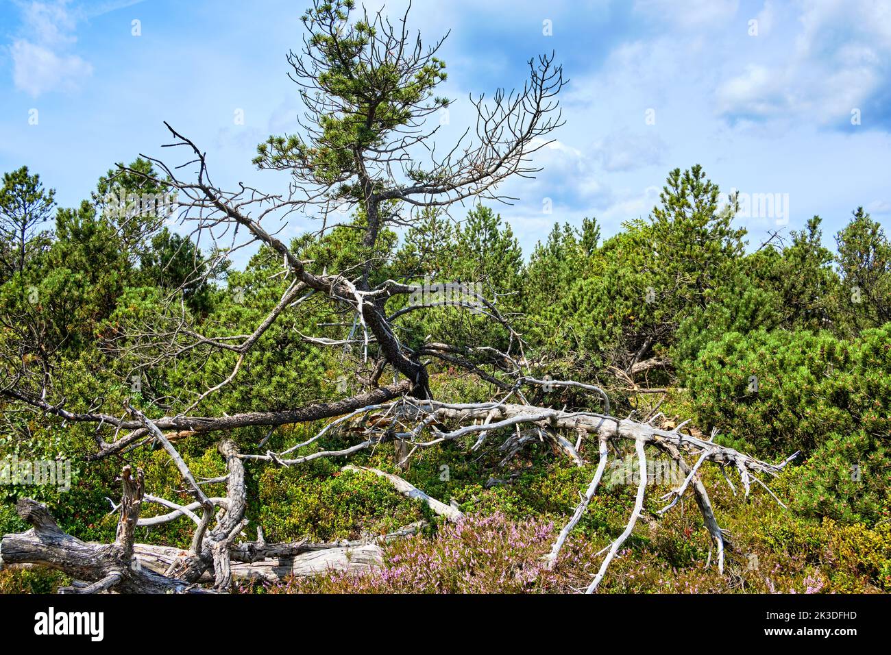 Scenery of crippled coniferous wood and dead trees, nature reserve of ...