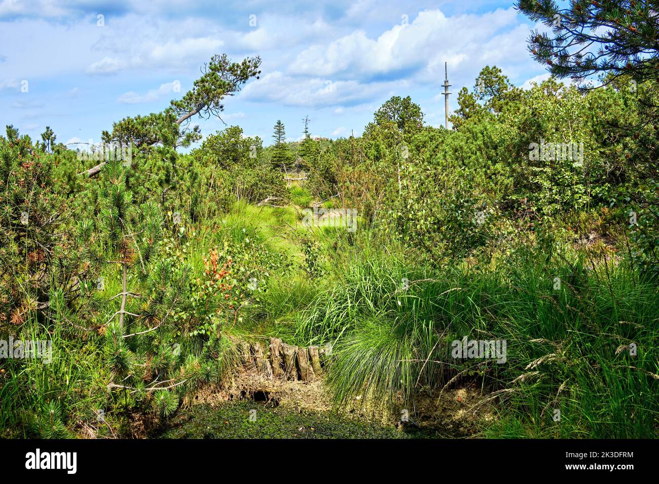 Vegetation and scenery in the nature reserve of the Georgenfeld Raised ...