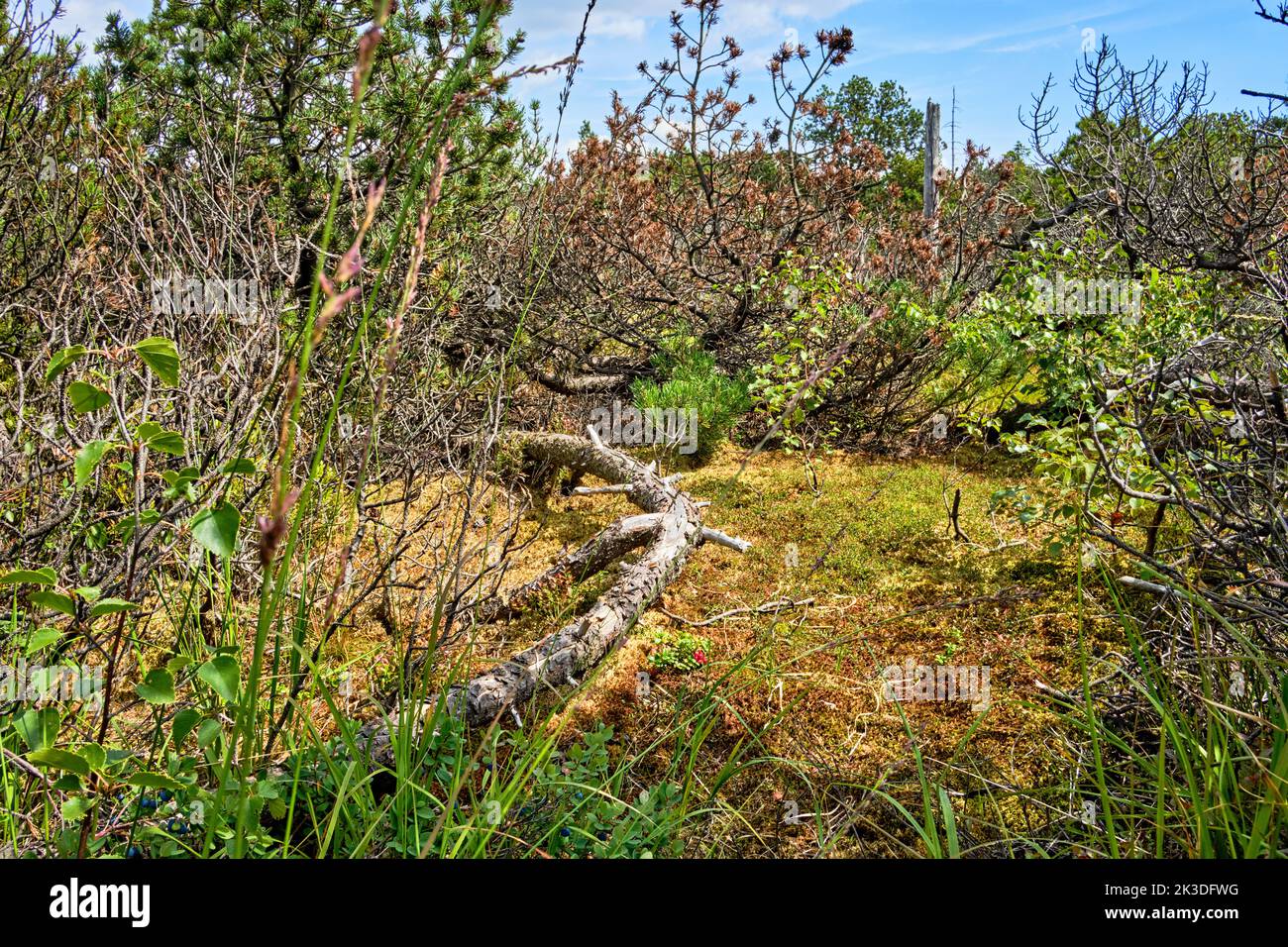 Scenery of crippled coniferous trees, nature reserve of the Georgenfeld ...