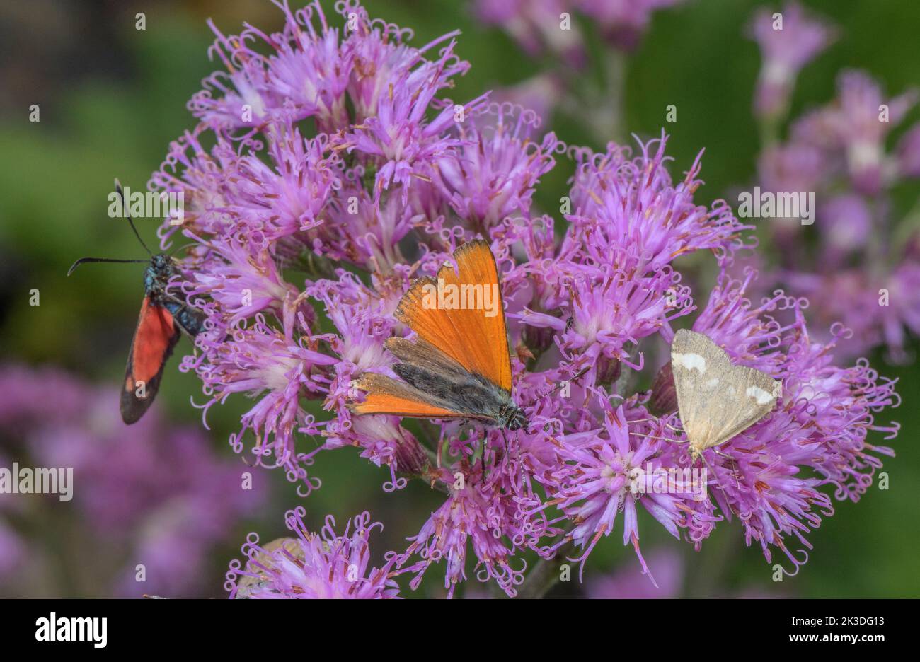 Insects on Adenostyles: Scarce Copper, male; Burnet Moth and moth at ...