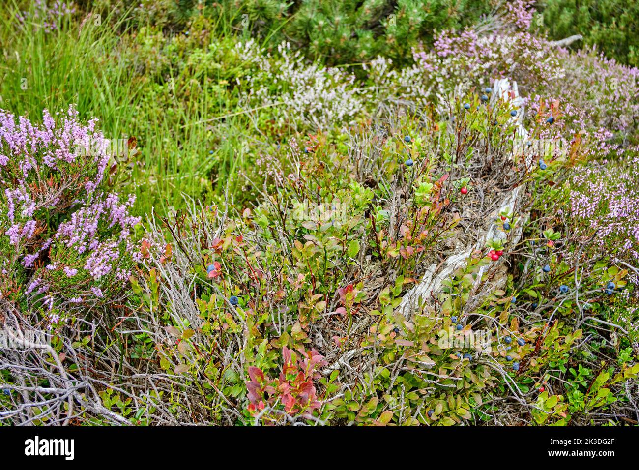 Vegetation and scenery in the nature reserve of the Georgenfeld Raised ...