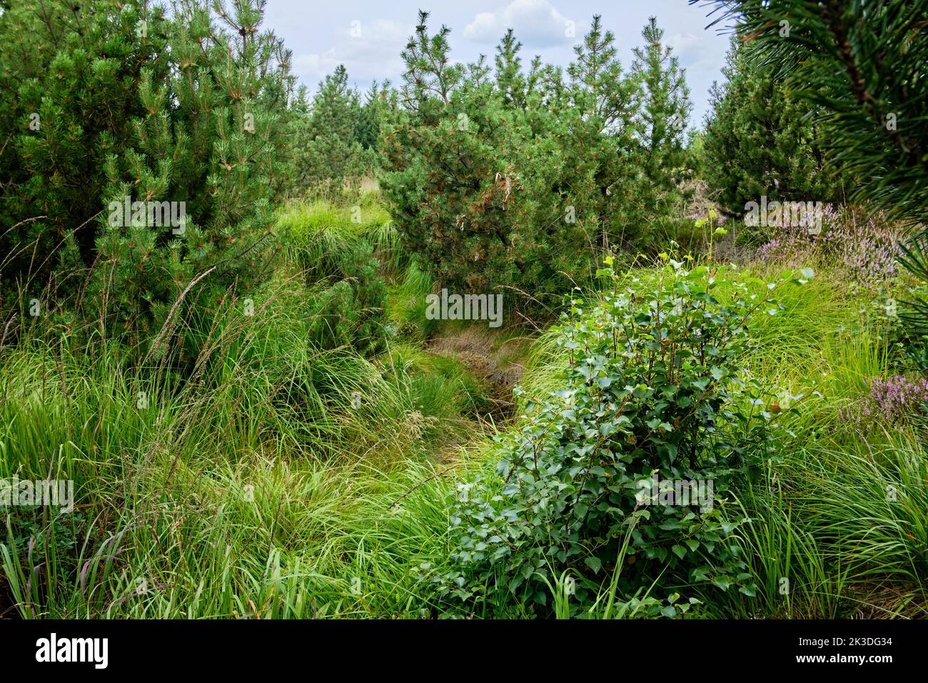 Vegetation and scenery in the nature reserve of the Georgenfeld Raised ...