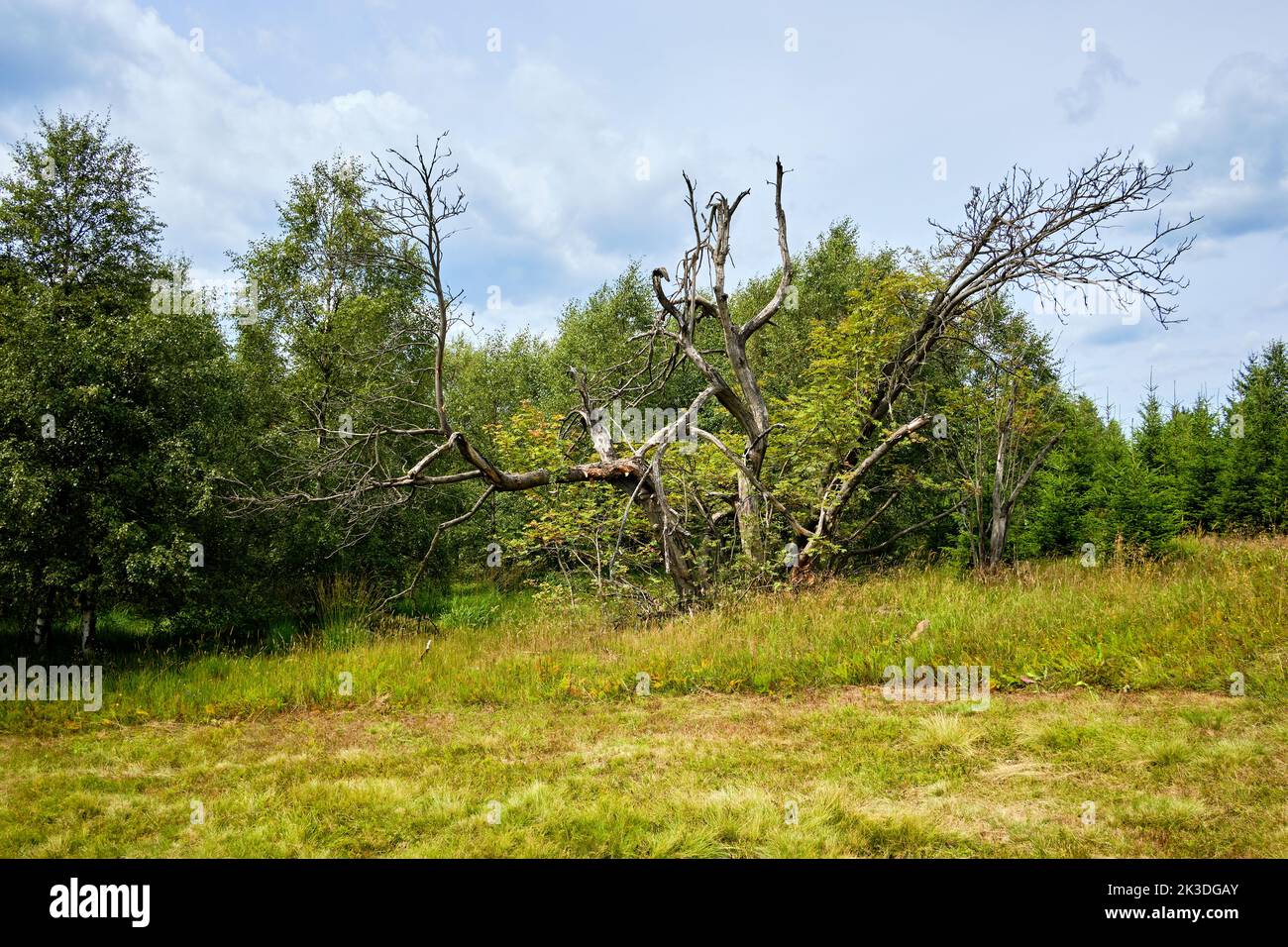 Vegetation and scenery in the nature reserve of the Georgenfeld Raised ...