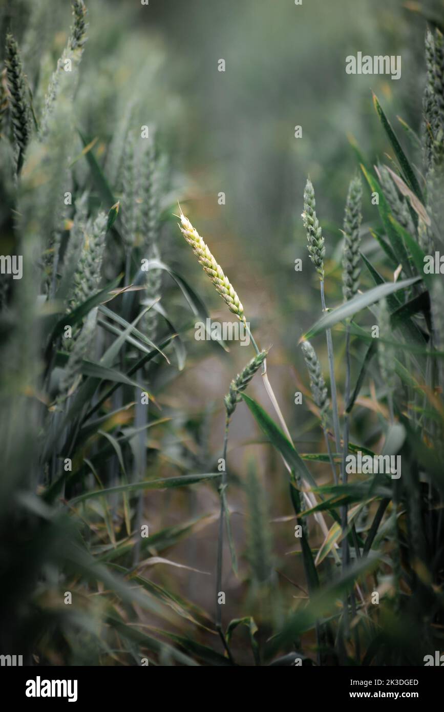 Lone stalk hi-res stock photography and images - Alamy