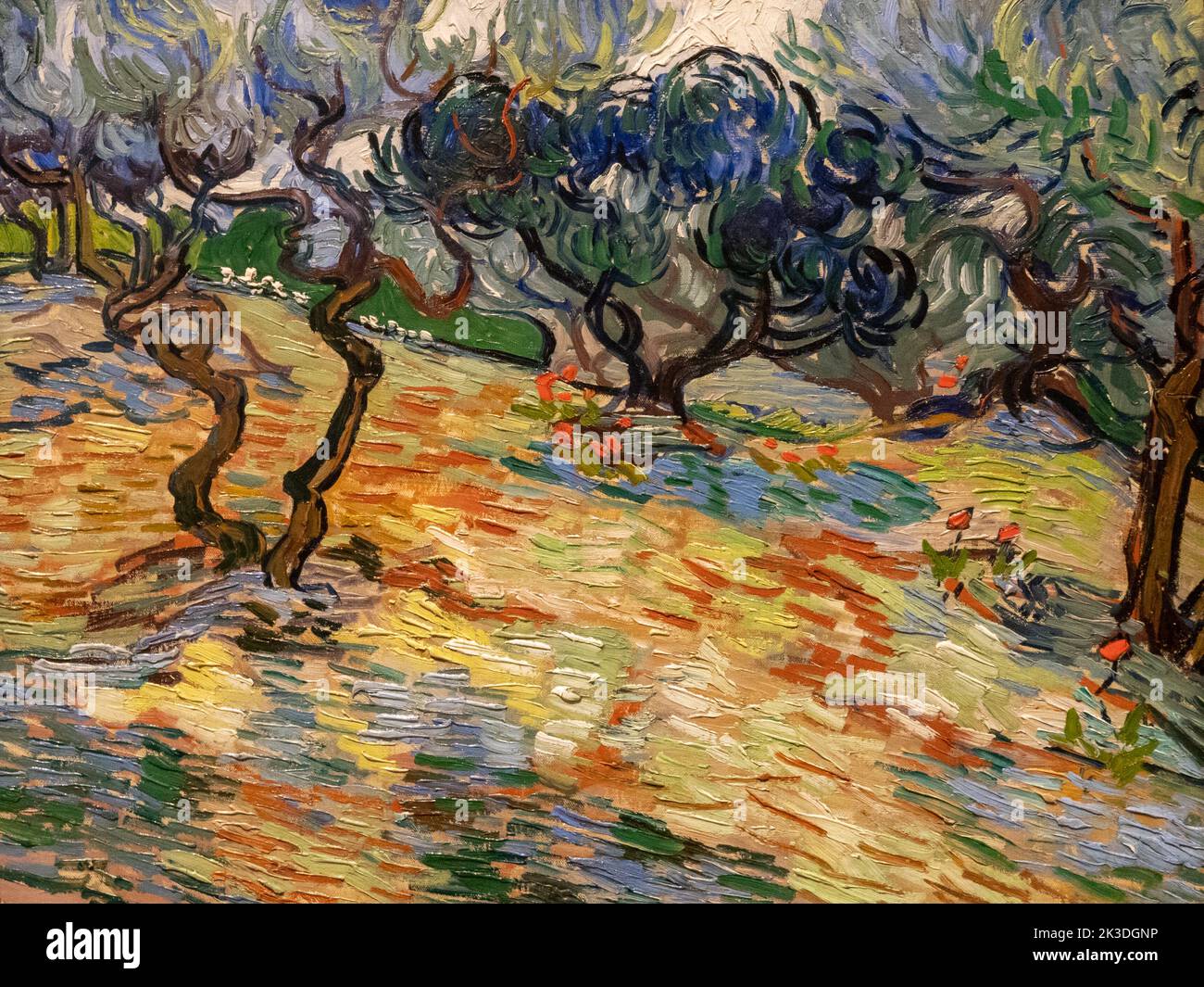 Olive Trees by Vincent van Gogh in National Gallery of Scotland Stock ...