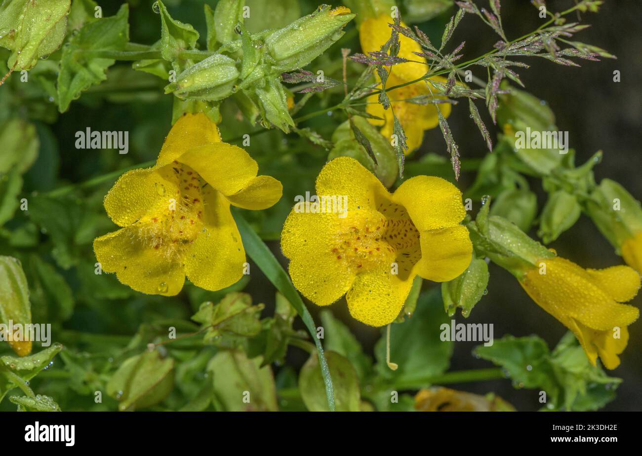Blood-Drop-Emlets, Mimulus luteus, now Erythranthe lutea, at 2000m ...