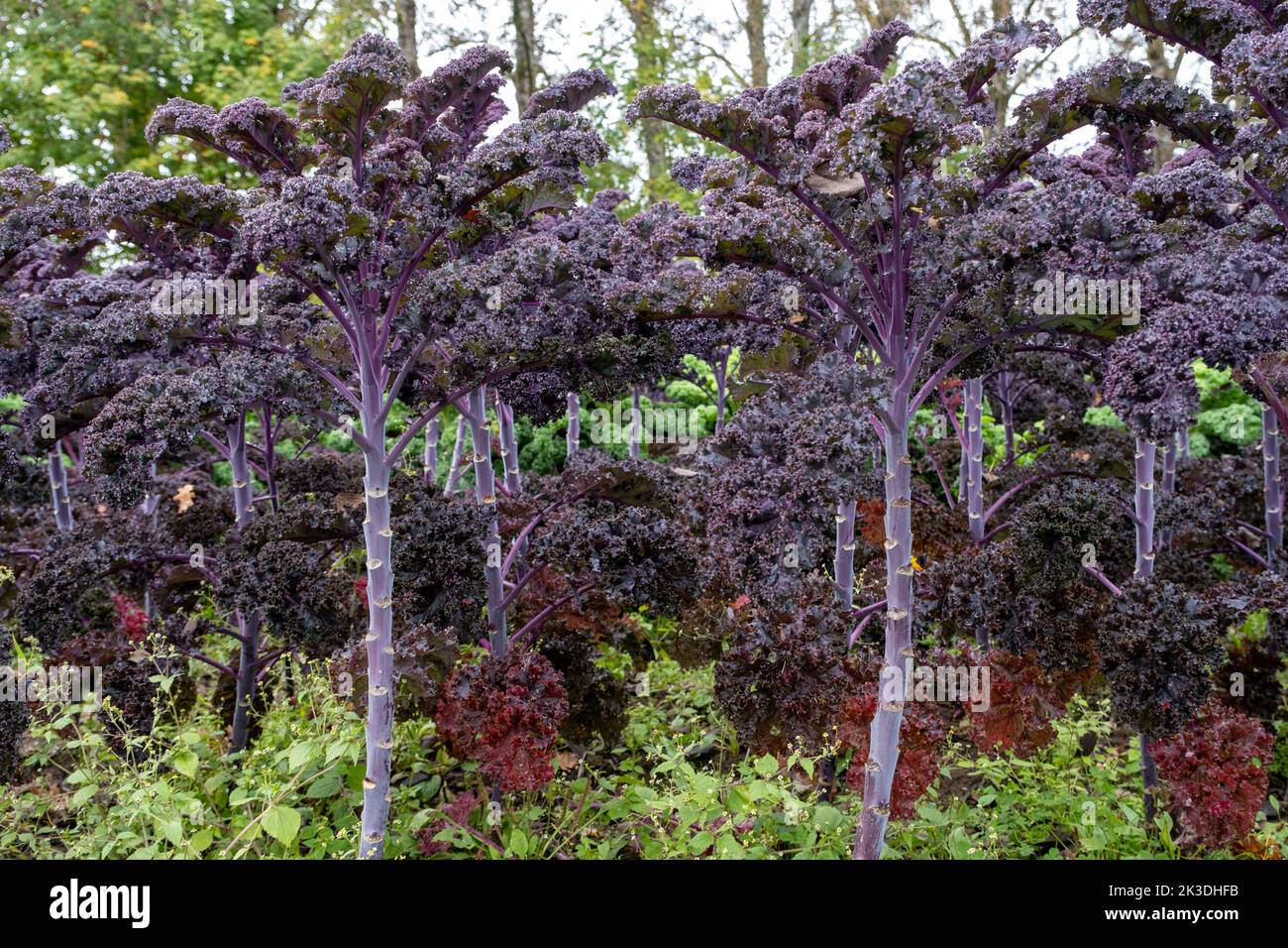Purple cabbage bush in the garden. Fresh and healthy. Diet food Stock ...