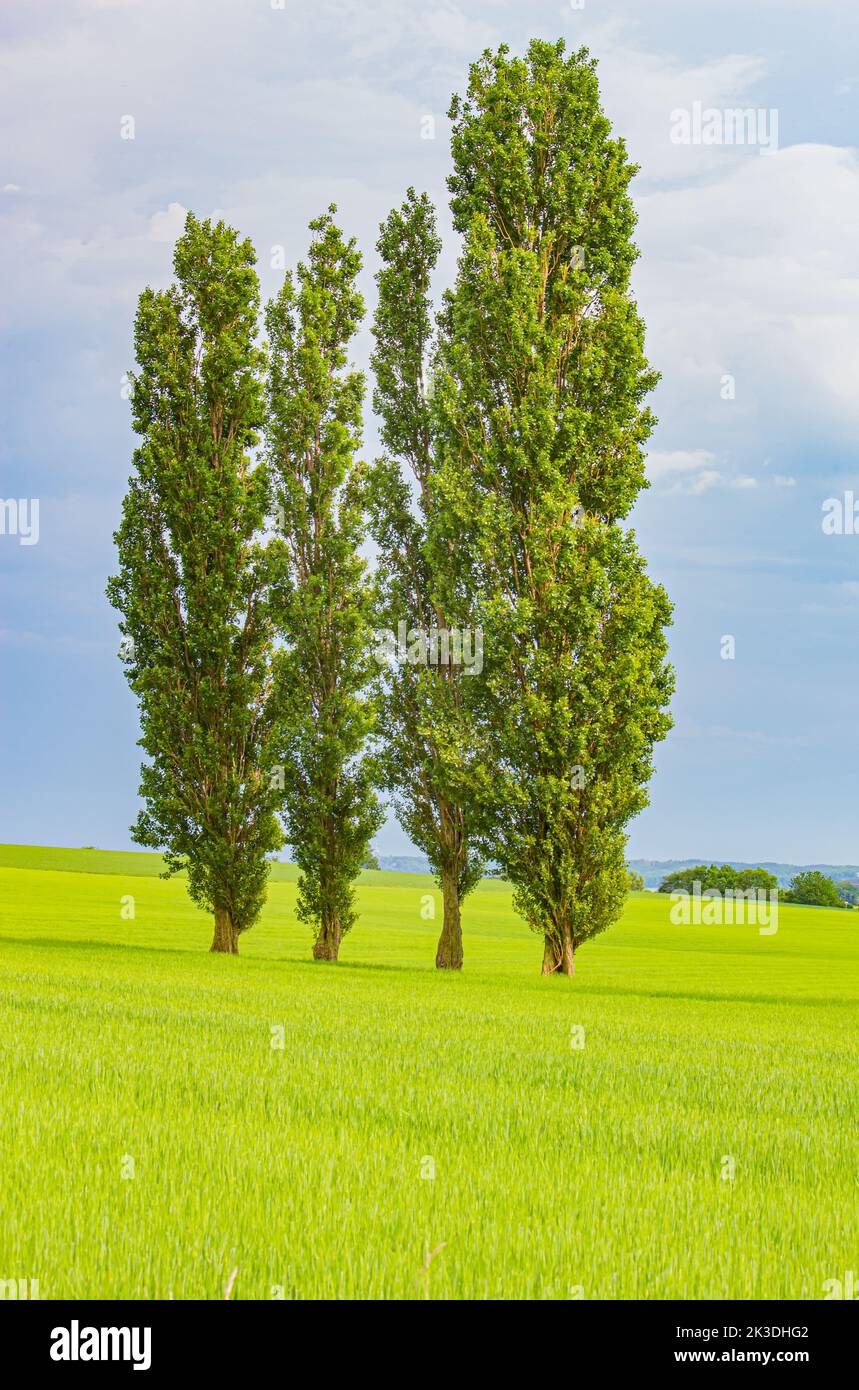 A vertical shot of tall black poplar (Populus nigra) trees in a green ...
