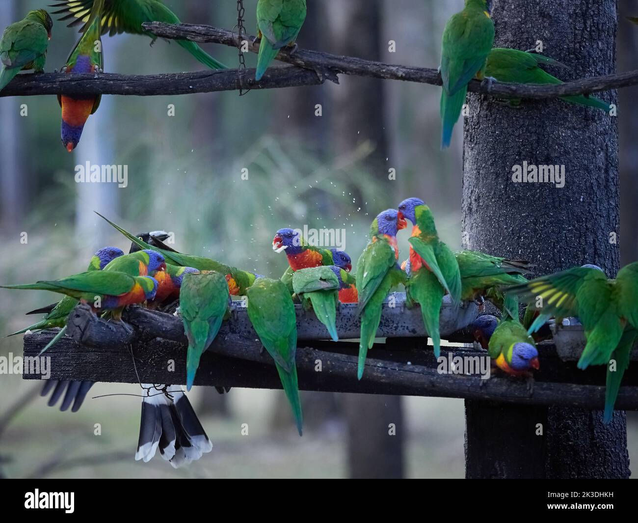 A flock of colorful tropical Australian lorikeets eating feed at Cania ...